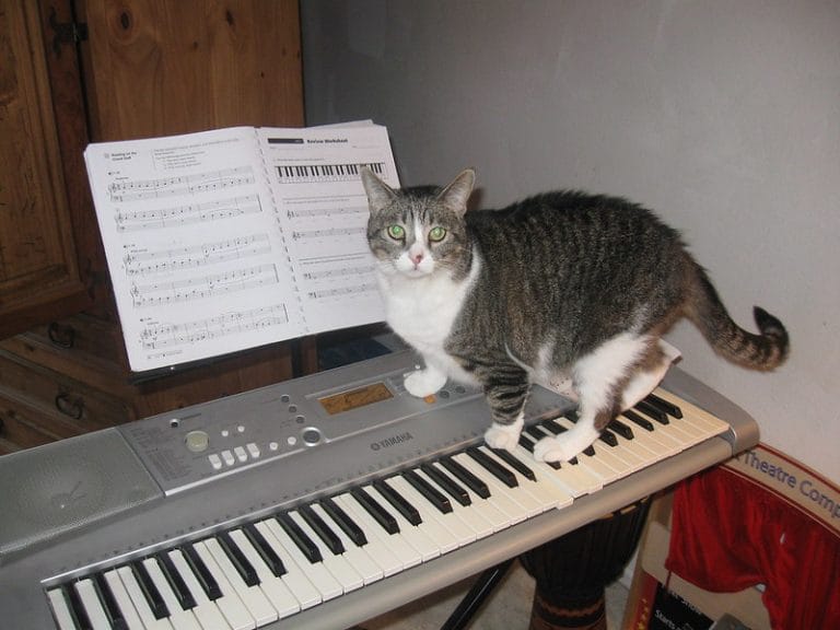 90 Best Music Inspired Cat Names - For Your Best Friend Kitten