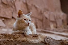 250+ Unique Ancient Cat Names Inspired By Ancient Civilization - PetPress