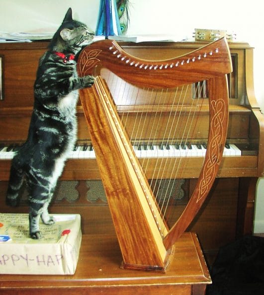 90 Best Music Inspired Cat Names - For Your Best Friend Kitten