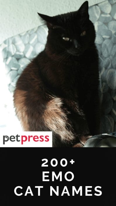 200 Emo Cat Names For Your Cute Black Feline Friend PetPress 200-emo-cat-names-for-your-cute-black-feline-friend-petpress