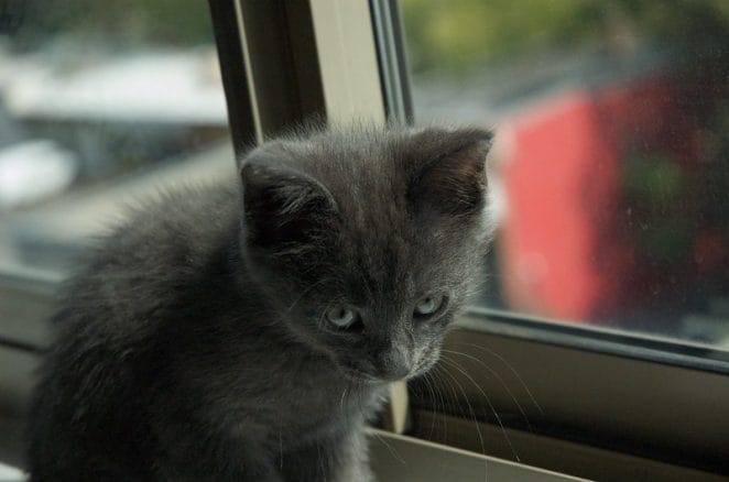 200 Emo Cat Names For Your Cute Black Feline Friend PetPress 200-emo-cat-names-for-your-cute-black-feline-friend-petpress