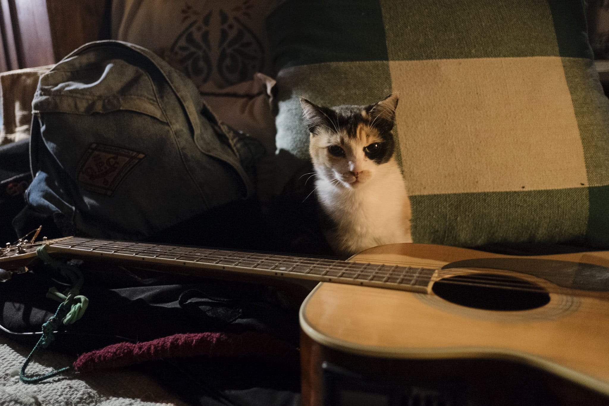 50+ Unique Jazz Cat Names For Your Cute Feline Friend - PetPress