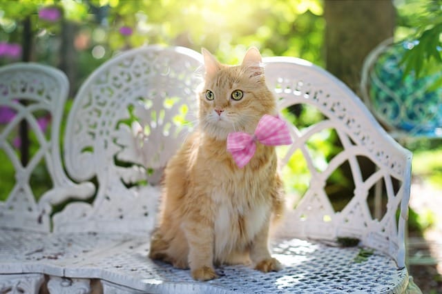 130+ Popular Tan Cat Names For Both Male And Female Kittens