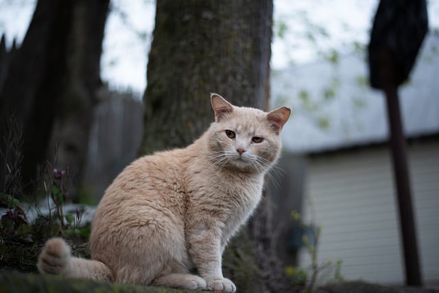 130+ Popular Tan Cat Names For Both Male And Female Kittens