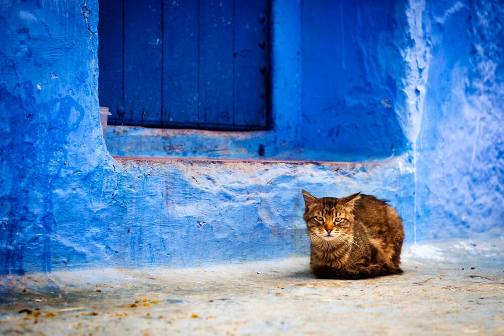 250+ Unique Ancient Cat Names Inspired By Ancient Civilization - PetPress