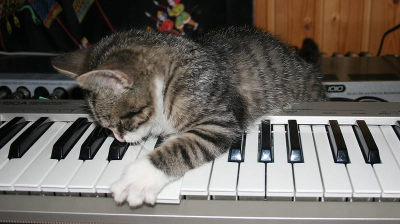 90 Best Music Inspired Cat Names - For Your Best Friend Kitten