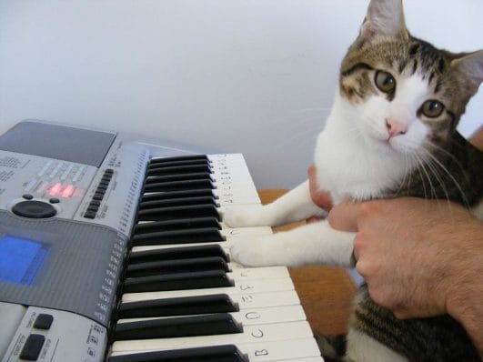 90+ Best Rock And Roll Cat Names For Your Adorable Kittens - PetPress