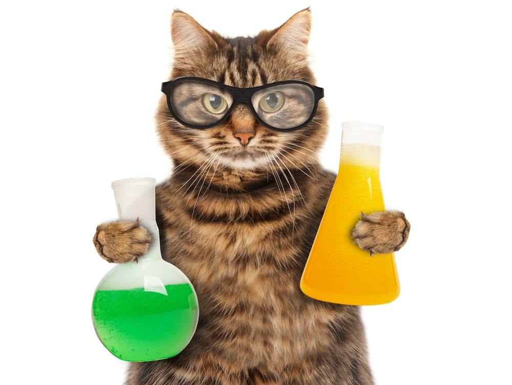 130 Best Science Cat Names For Your Geeky Cats - PetPress