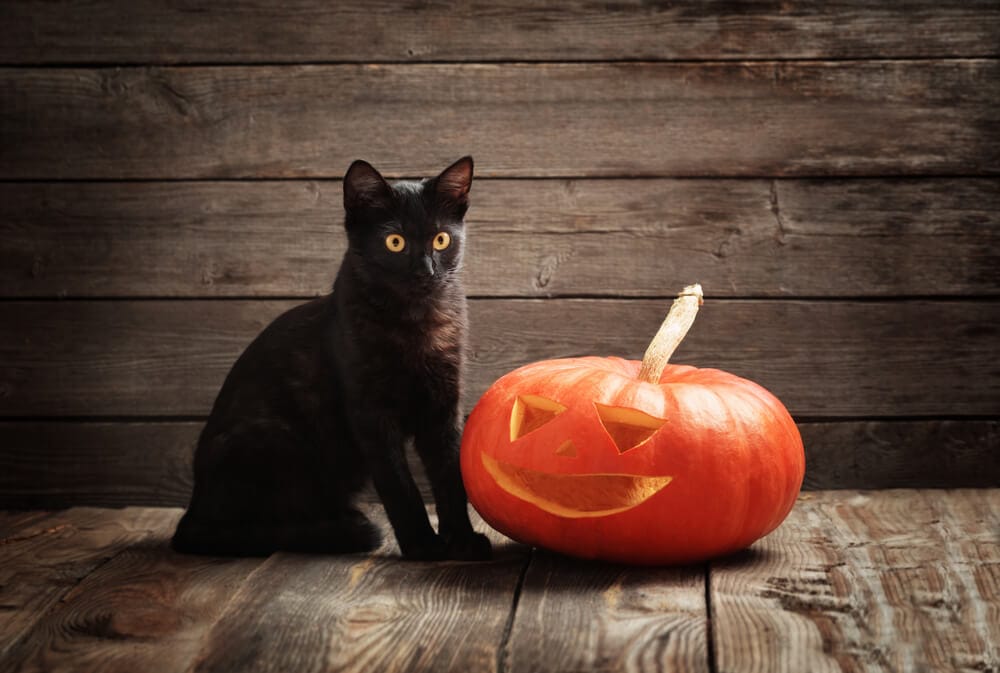 80+ Spooky Cat Names For Your Cat Name On Halloween - PetPress