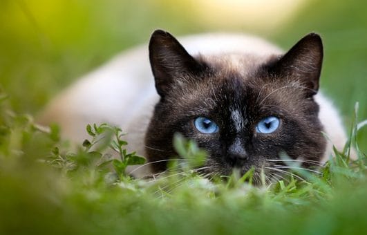530+ Best Turkish Cat Names For Your Adorable Feline Friend - PetPress