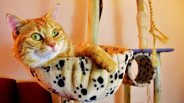 530+ Best Turkish Cat Names For Your Adorable Feline Friend - PetPress