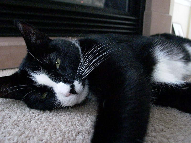 200+ Emo Cat Names For Your Cute Black Feline Friend - PetPress