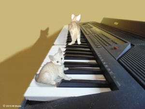50+ Unique Jazz Cat Names For Your Cute Feline Friend - PetPress