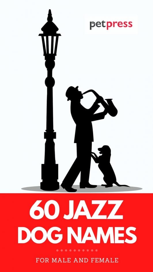 60 Jazz Dog Names: Inspired by Jazz Music and Musicians