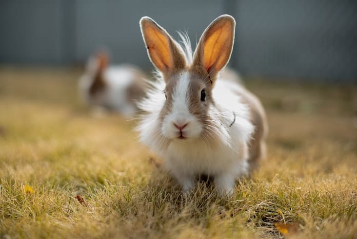 130+ Indian Rabbit Names: Best Indian Pet Name Ideas