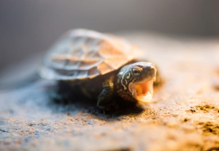 Boy Turtle Names - 140 Great Male Turtle Names - PetPress