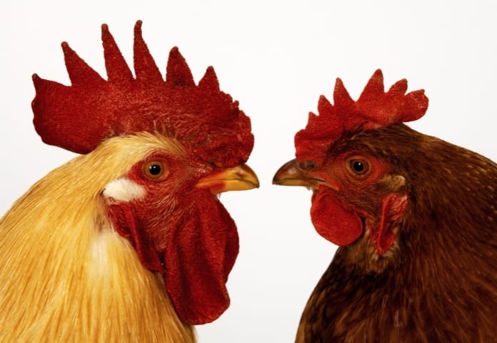 90+ Funny Rooster Names You Can't Help But Laugh At