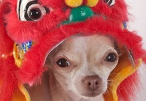 110+ Dragon Ball Z Dog Names You'll Want to Name Your New Puppy