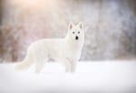 Best 70+ White Wolf Names: Male And Female