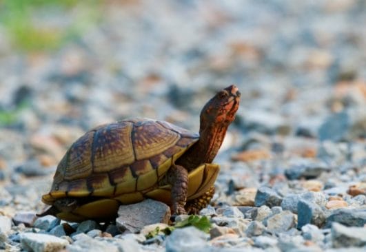 The 80+ Best Disney Turtle Names: A List of Turtles from Disney