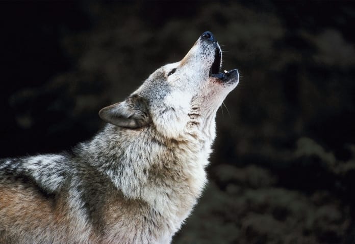 50+ Evil Wolf Names That Are Tough And Strong For A Wolf | Petpress