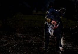 110+ Dragon Ball Z Dog Names You'll Want to Name Your New Puppy