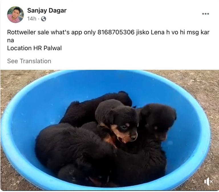 10 Signs of a Facebook Puppy Scam: Scamming a Scammer