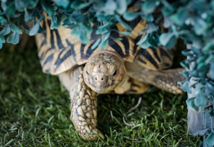 100+ Great Tortoise Names Starting With 'T'