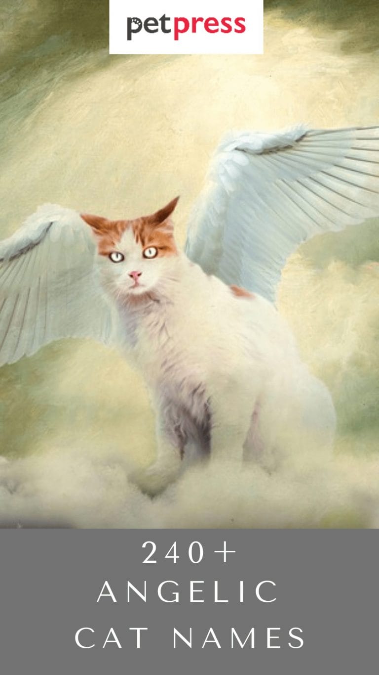 240+ Best Angelic Cat Names With Meanings - PetPress