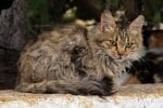 Best 120 Cat Names By Cat Colors For Your Cute Feline Friend