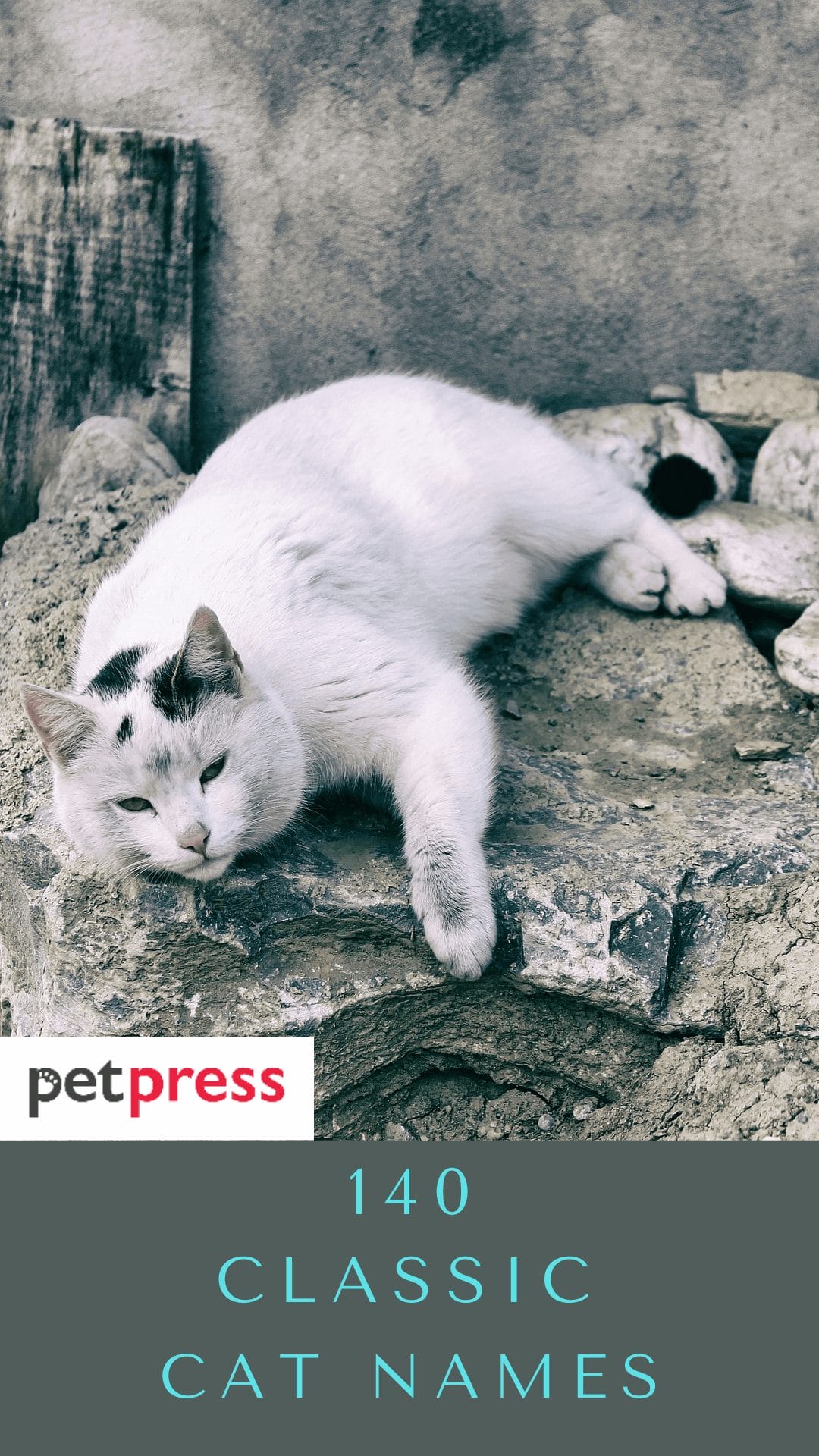 140 Popular Classic Cat Names For Your Cute Kitten