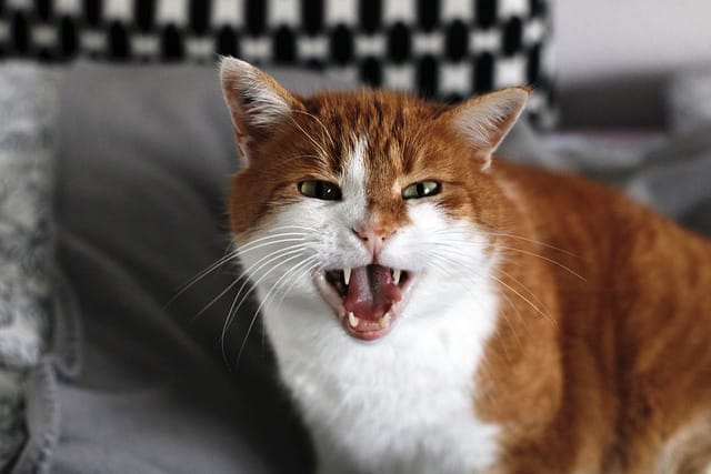 390 Warrior Cat Names For Your Brave Kittens 390-warrior-cat-names-for-your-brave-kittens