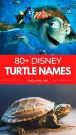 The 80+ Best Disney Turtle Names: A List of Turtles from Disney