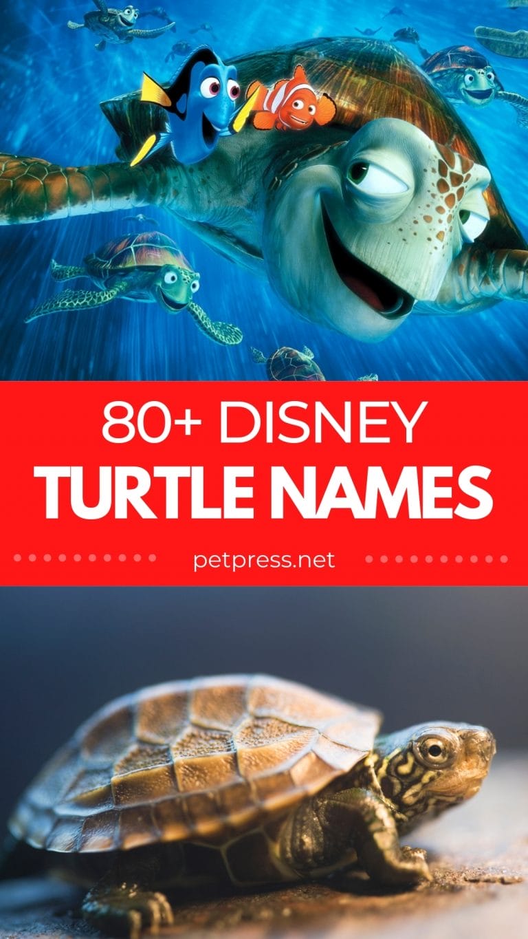 The 80+ Best Disney Turtle Names: A List of Turtles from Disney