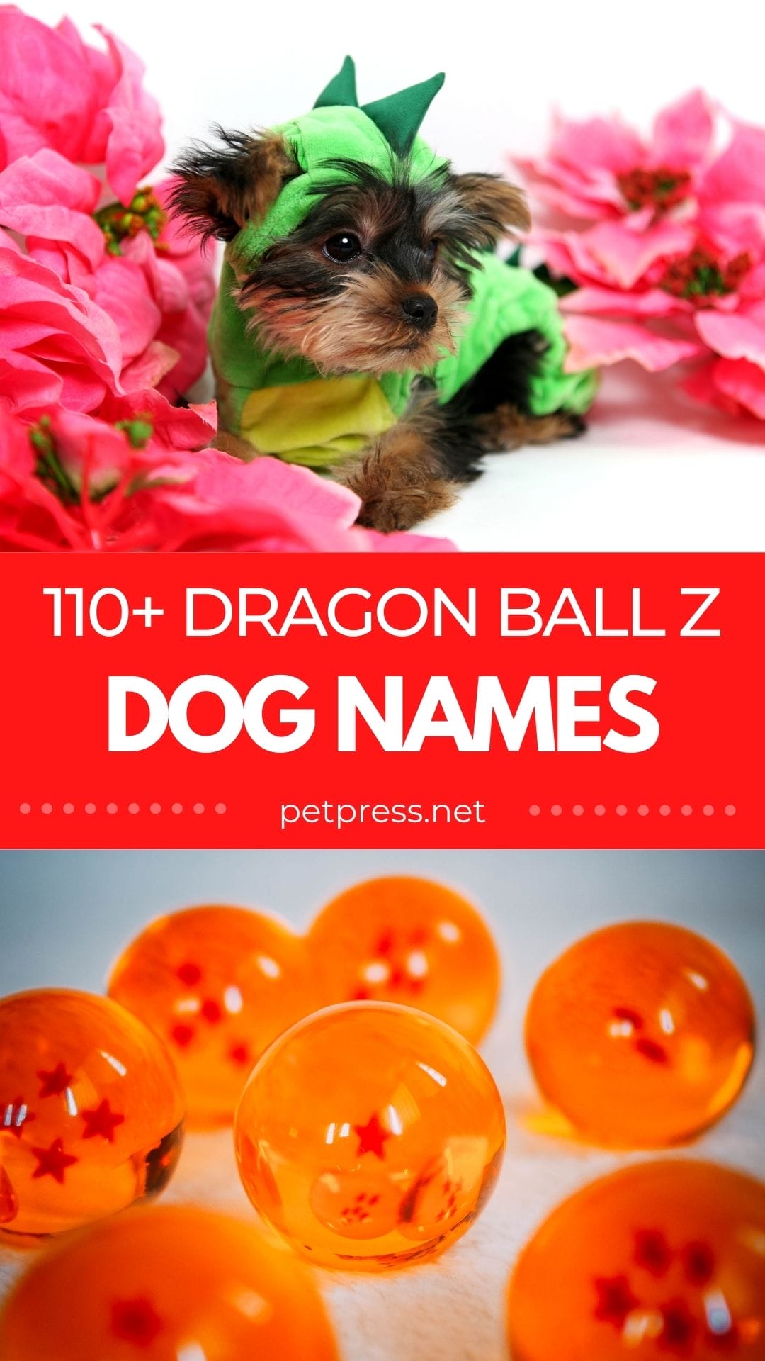110+ Dragon Ball Z Dog Names You'll Want to Name Your New Puppy