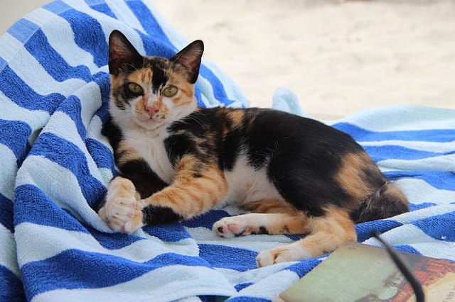 270+ Best Caribbean Cat Names For Your Cute Feline Friend