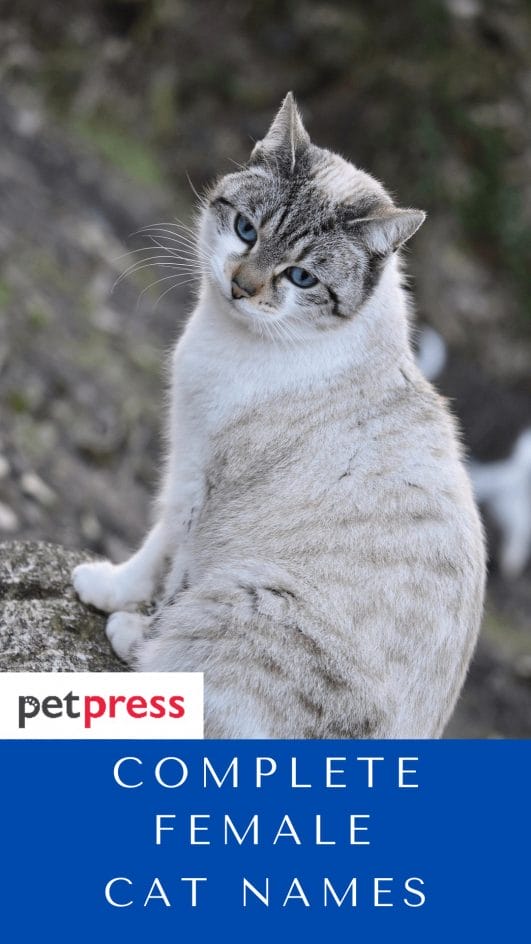 Complete Female Cat Names For Your Cute Feline Friend