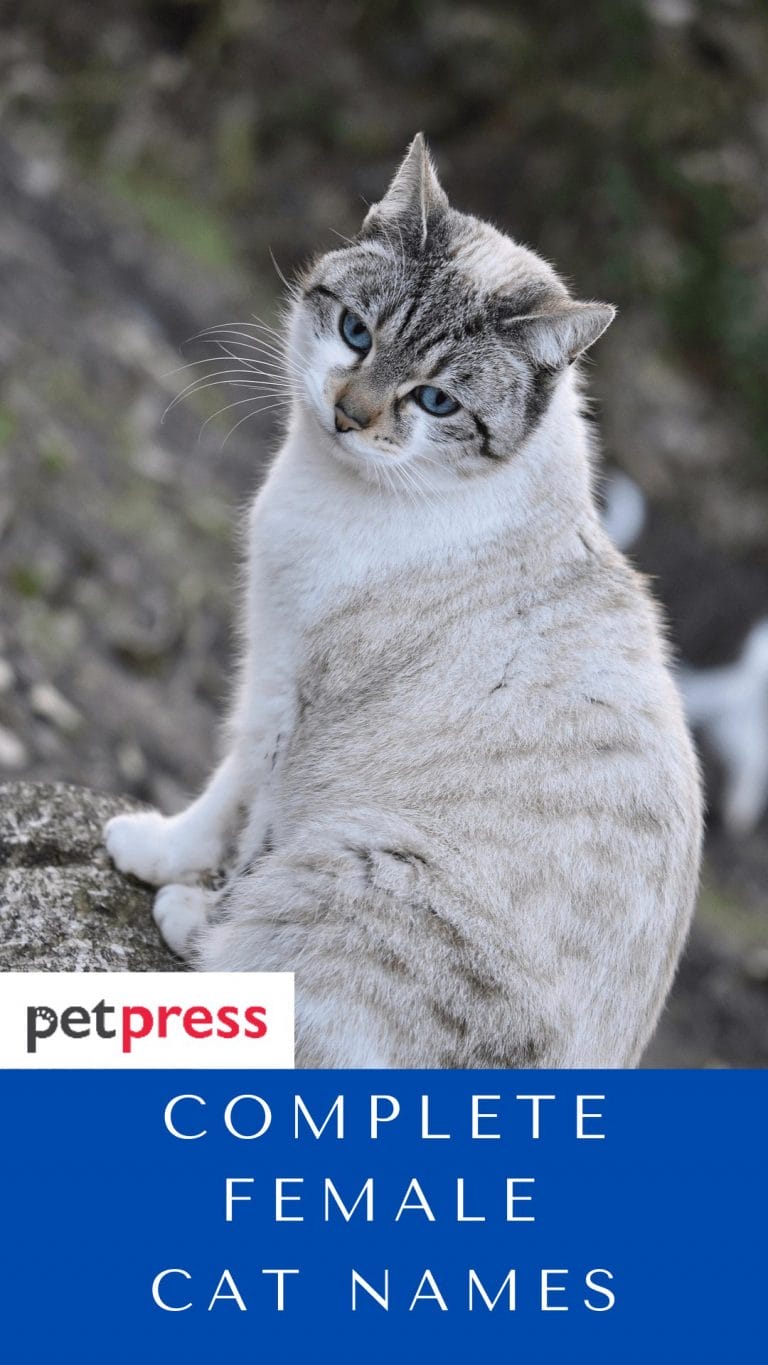 Complete Female Cat Names For Your Cute Feline Friend