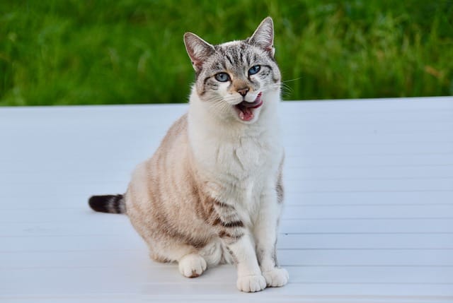 140+ Haitian Cat names With Meanings For Your Cute Kitten