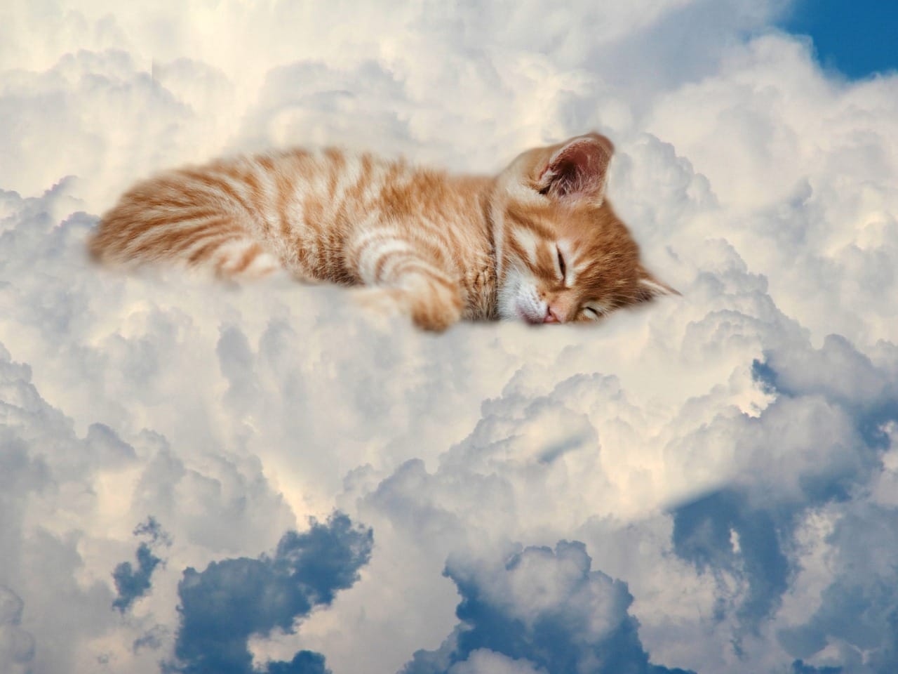 60+ Best Heavenly Cat Names With Meanings For Your Cute Kitten