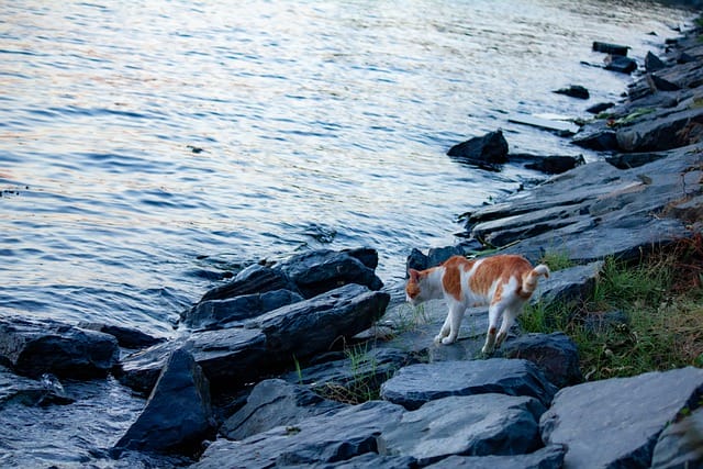 130+ Tropical Cat Names With Meanings For Your Feline Friend