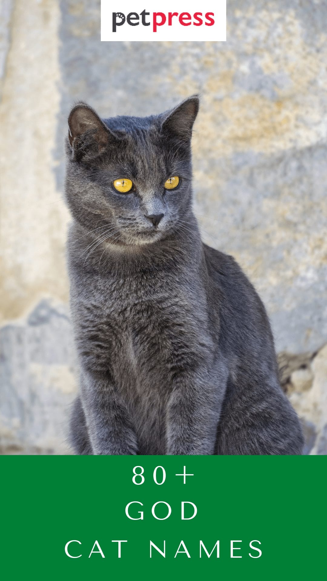 80+ God Inspired Cat Names For Your Majestic Cute Kitten