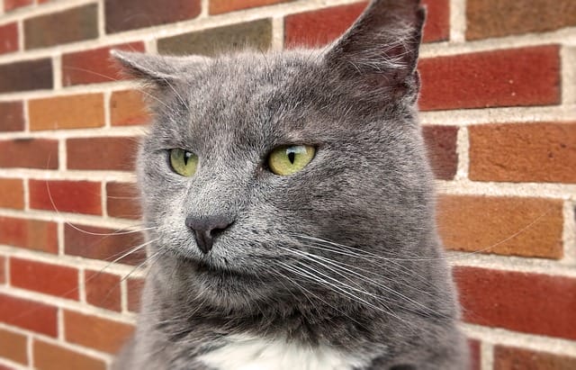 390 Warrior Cat Names For Your Brave Kittens 390 Warrior Cat Names For Your Brave Kittens