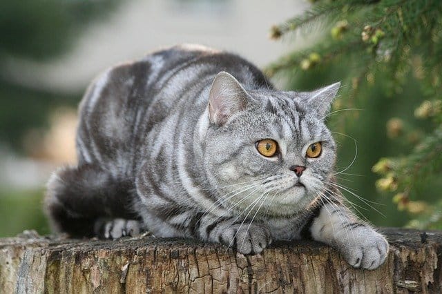 80+ God Inspired Cat Names For Your Majestic Cute Kitten