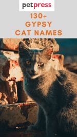 130+ Gypsy Cat Names For Your Nomadic Cute Kitten