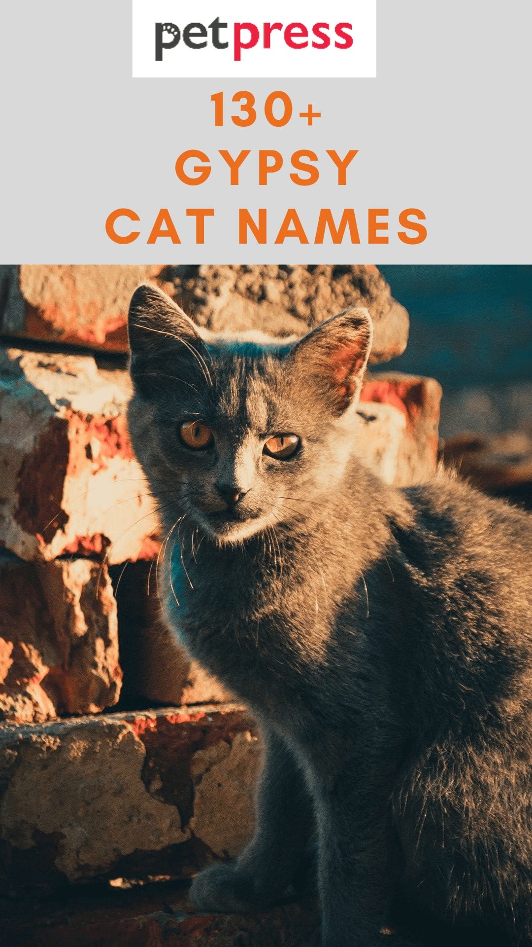 130+ Gypsy Cat Names For Your Nomadic Cute Kitten