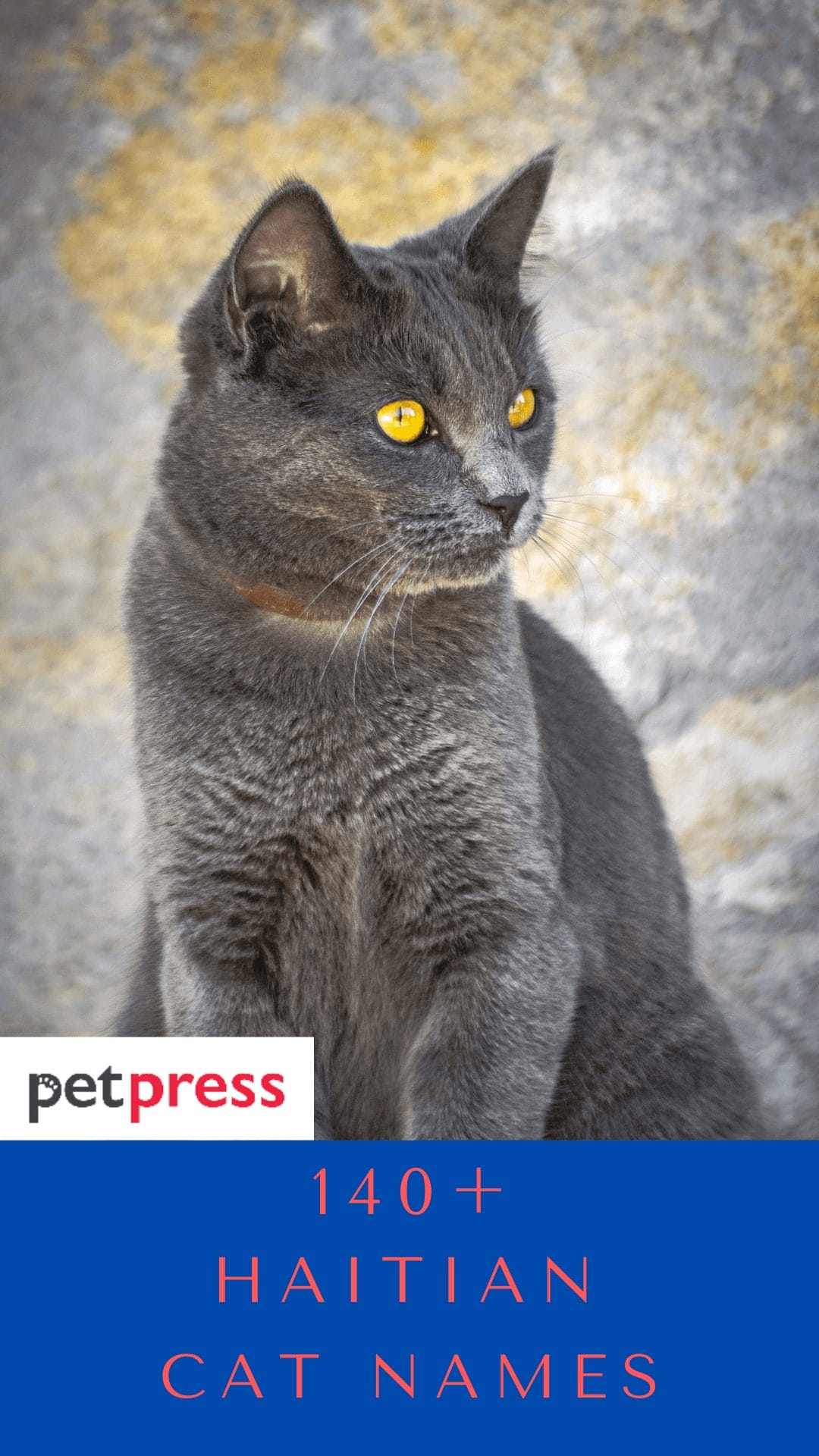 140+ Haitian Cat names With Meanings For Your Cute Kitten