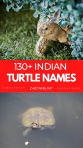 Top 130+ Indian Tortoise Names with Their Meanings