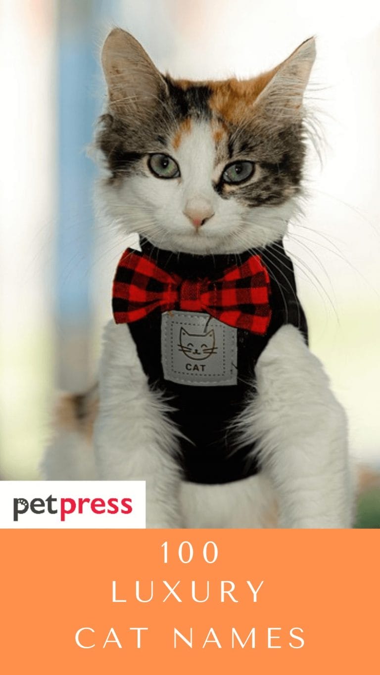 100 Best Luxury Cat Names For Your Elegant Kittens