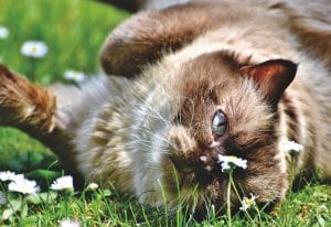 290+ Earthy Cat Names For You Cute Feline Friend